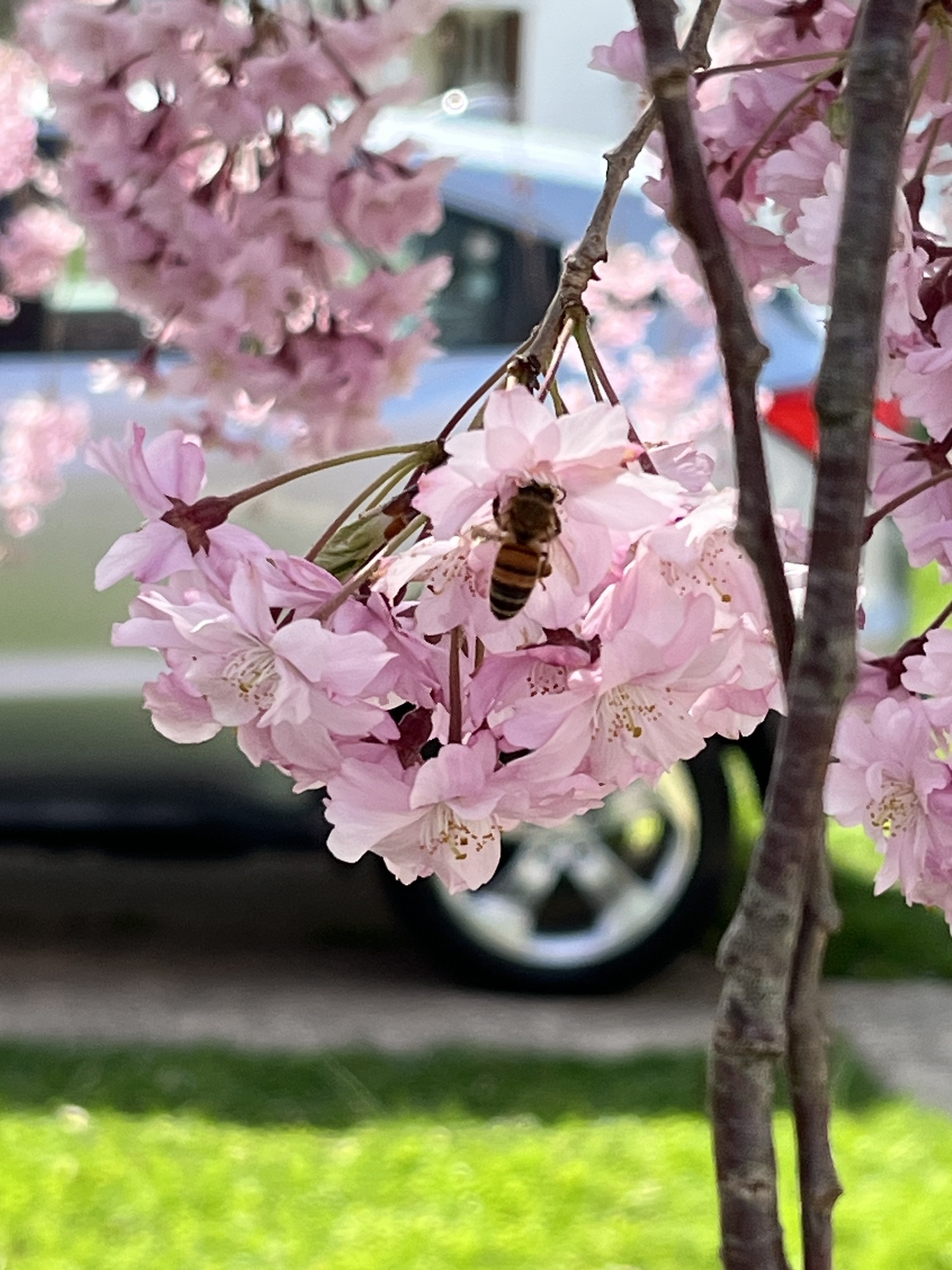 Chasing Bumblebees – “It's Amy,” I said.