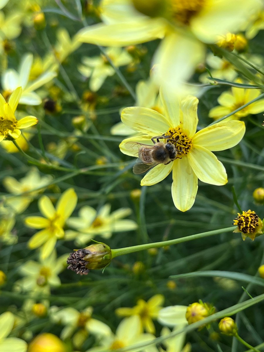 Chasing Bees – “It's Amy,” I said.